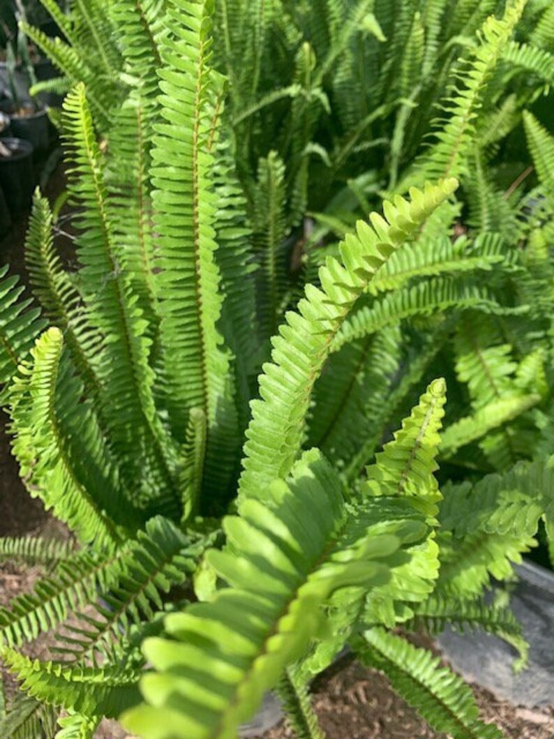 Western Sword Fern 1 Gallon Size - Etsy