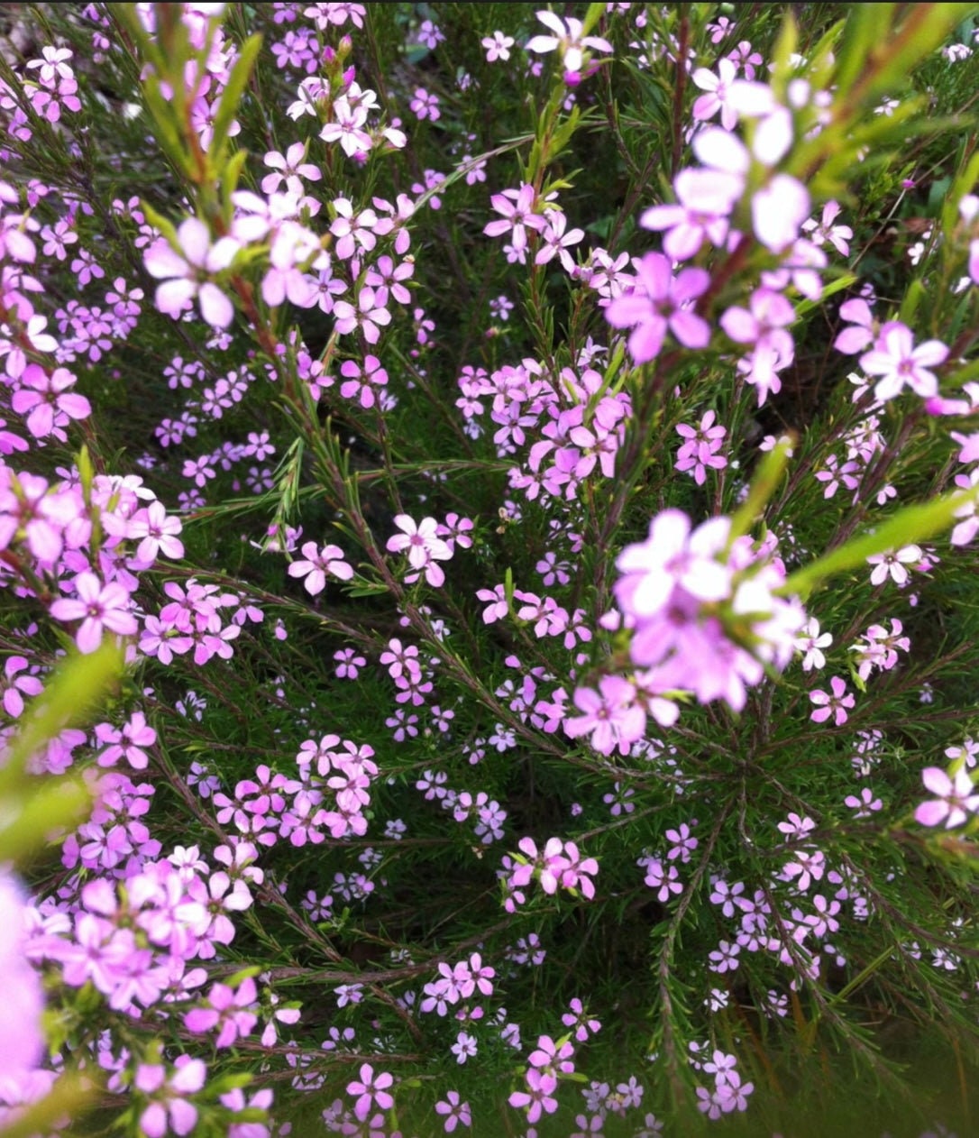 Coleonema Pulchellum Breath of Heaven 5 Gallon Size - Etsy