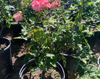 American Beauty Rose - Etsy