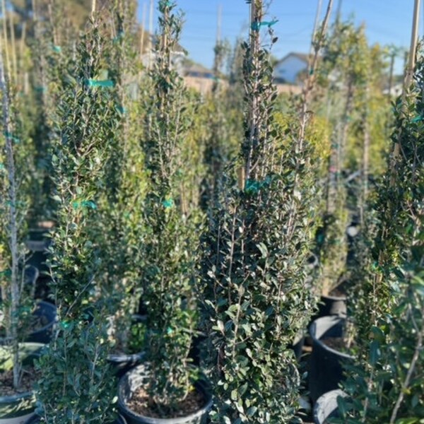 Japanese Pencil Holly - Etsy