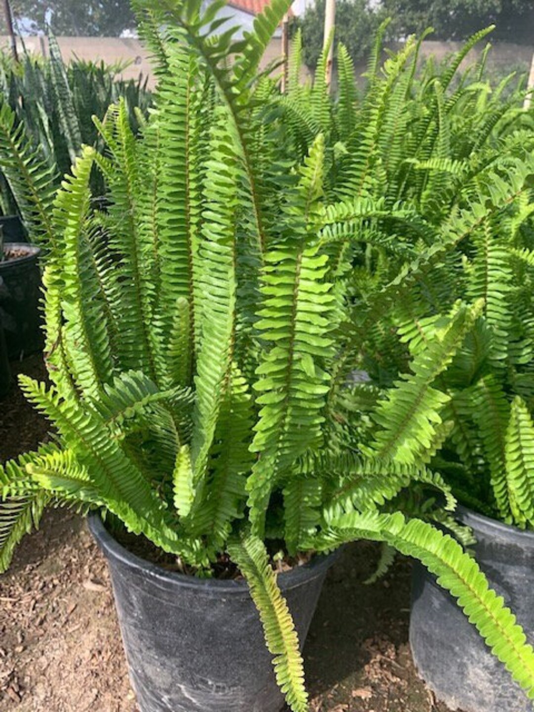 Western Sword Fern 1 Gallon Size - Etsy
