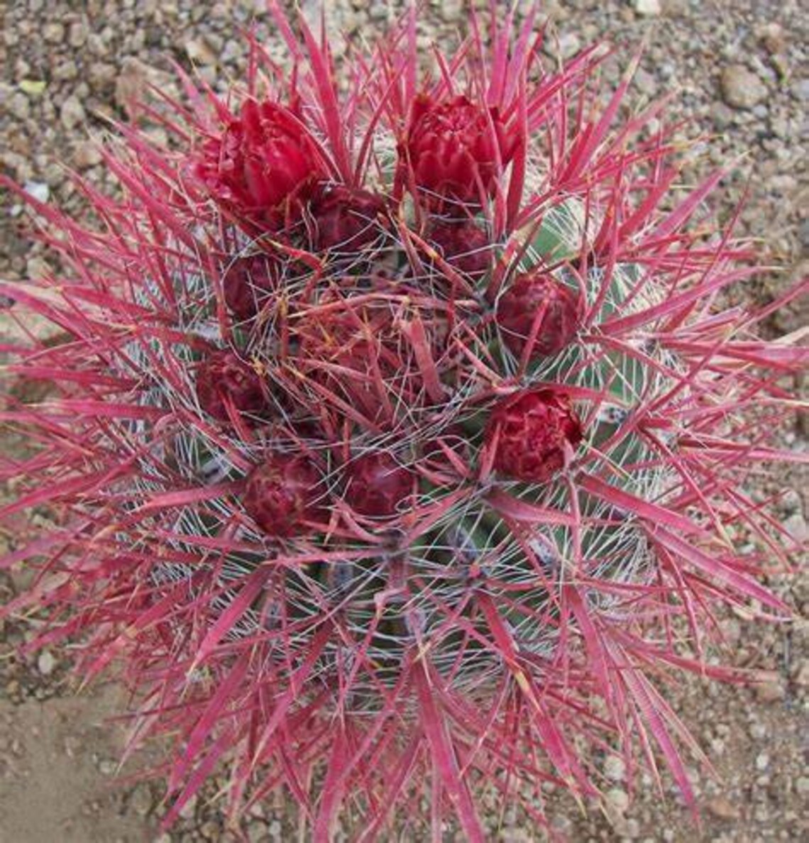 Ferocactus Gracilis Fire Barrel Cactus Plant Rooted - Etsy