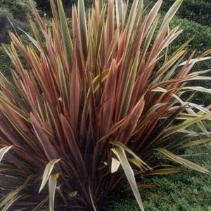Phormium Tenax Amazing Red New Zealand Flax Plant One Gallon - Etsy