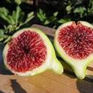 Strawberry Verte Fig Tree - Etsy