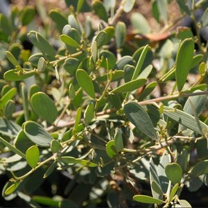 Low Boy Prostrate Acacia Plant One Gallon Size - Etsy