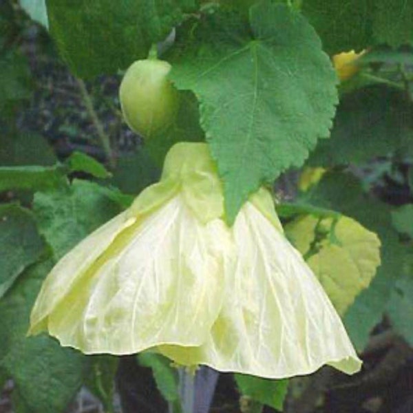 Abutilon - Etsy