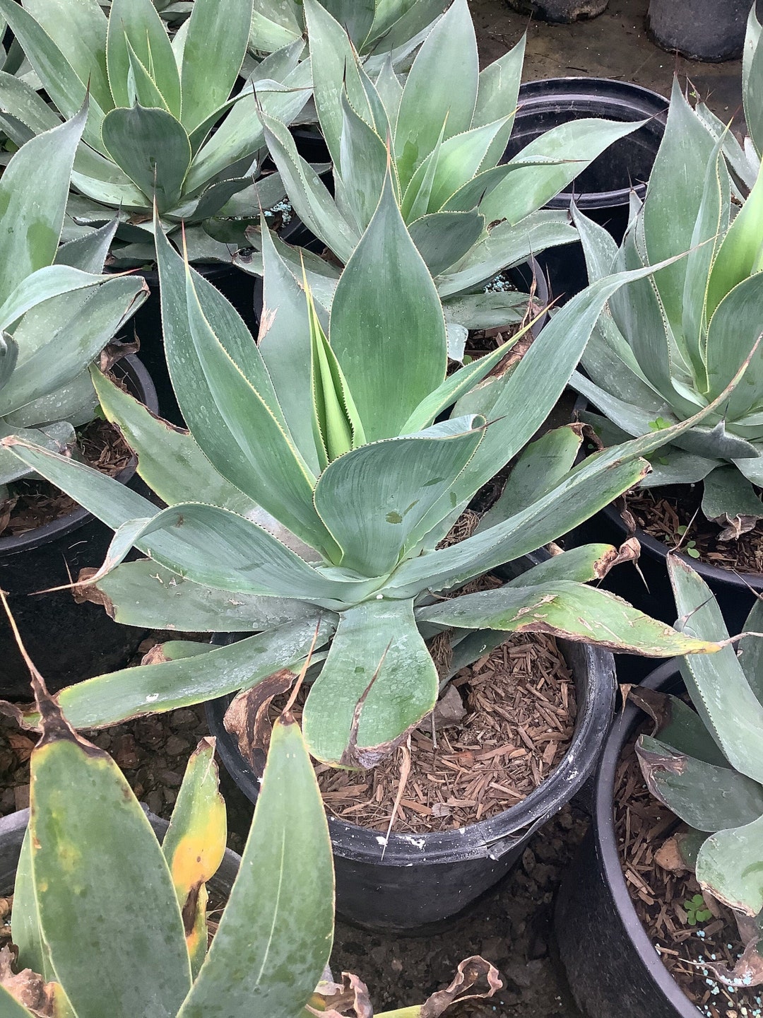 Blue Flame Agave Agave Shawii X Attenuata 'blue Flame' - Etsy