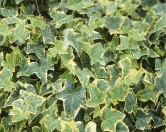 English Ivy Gold Child Hedera Helix 6 Pot - Etsy