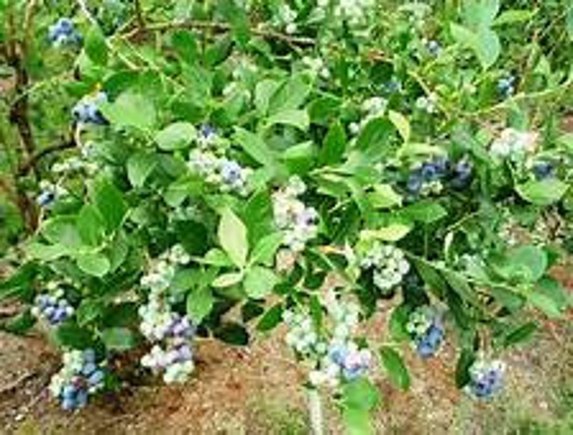 4 MISTY BLUEBERRY Plants | Etsy