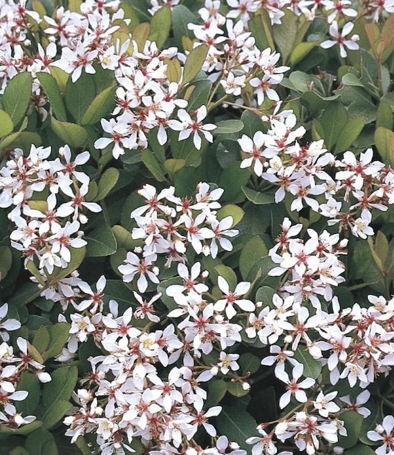 Seto De Espino Indio