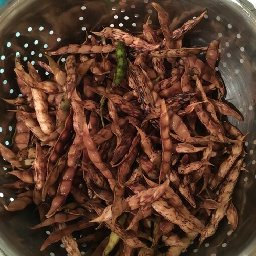 40 Heirloom Pigeon Pea Seeds 40 cajanus Cajun Perrennial - Etsy