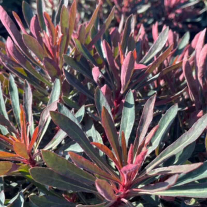 HealthyHarvesters - Etsy