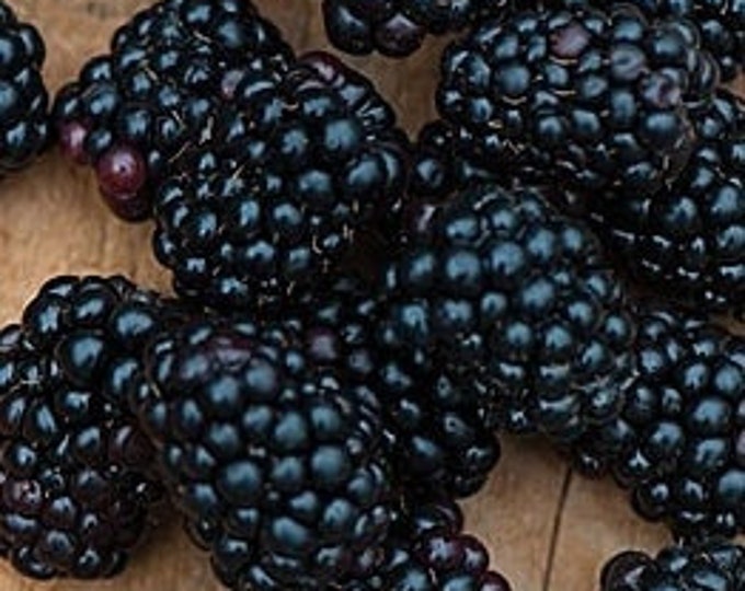 Kiowa Upright Blackberry Plant One Gallon - Etsy