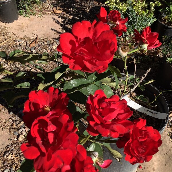 Butterfly Bush Live Plant - Etsy