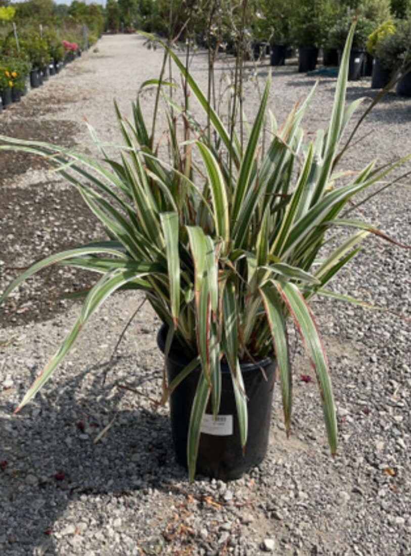 Dianella Tasmanica Variegata Flax Lily Plant 1 Gallon Size - Etsy