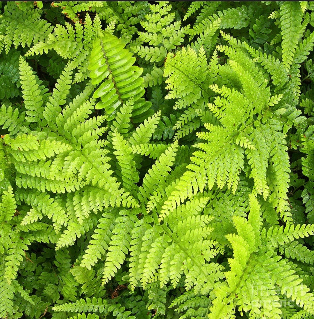 Lace Fern Microlepia Strigosa Plant One Gallon Size - Etsy