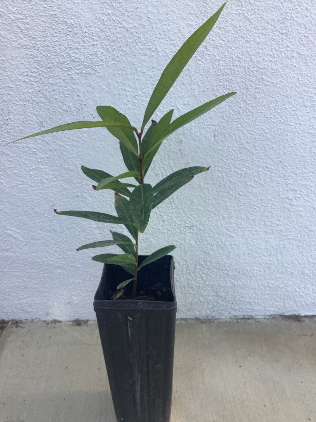 Rose Apple Tree Seedling - Etsy