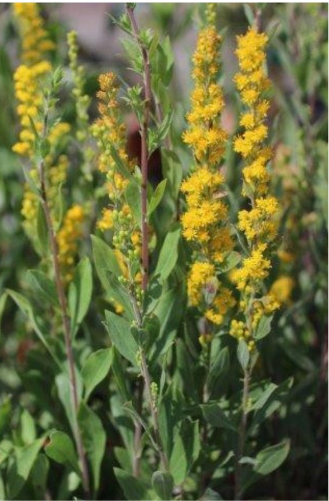 California Goldenrod Solidago Velutina Ssp. Californica Plant One ...