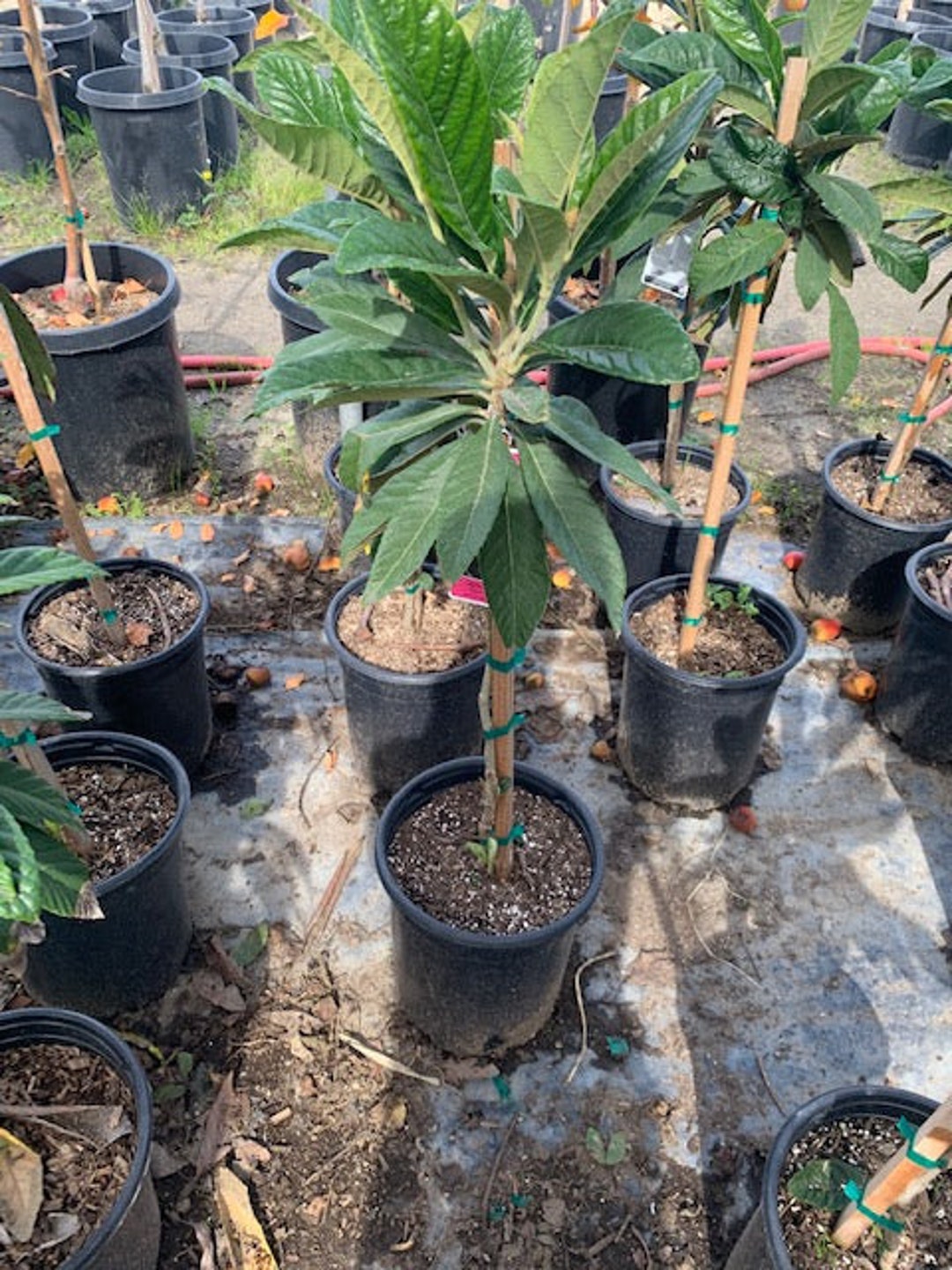 Big Jim Loquat Tree Large 5 Gallon Size - Etsy
