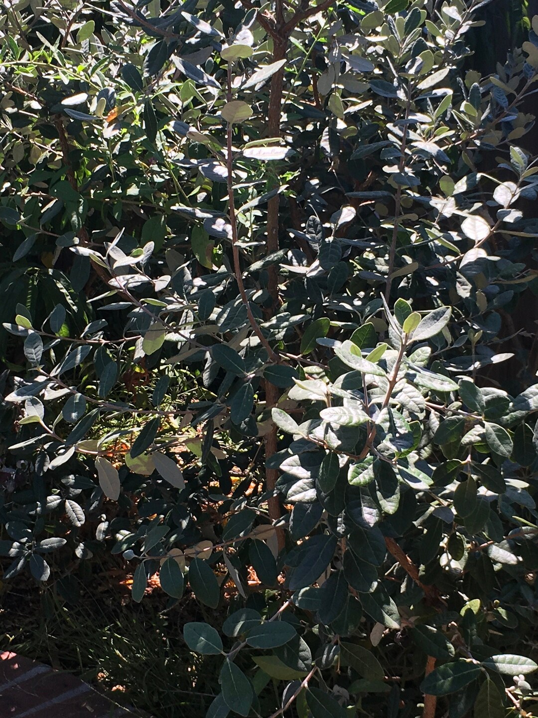 1 Pineapple Guava Plant Acca Sellowiana Large 5 Gallon Size - Etsy