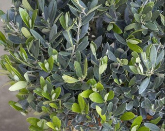 Little Ollie Dwarf Olive Tree | 5 Gallon | Olea Europaea Montra | Live ...