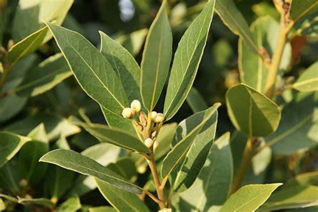 Bay Leaf Laurus Nobilis Bay Laurel Sweet Bay Tree One Gallon - Etsy