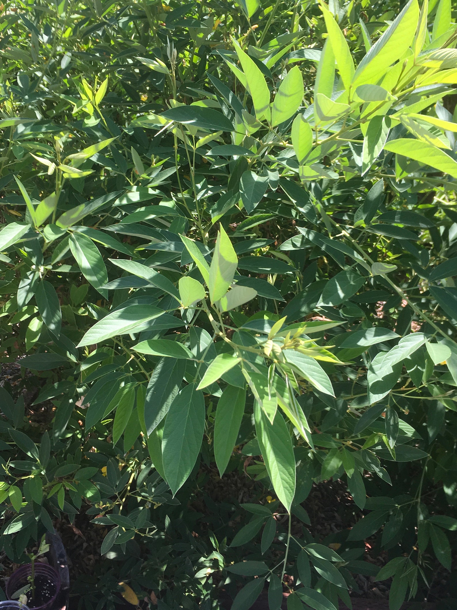 40 Heirloom Pigeon Pea Seeds 40 cajanus Cajun Perrennial | Etsy