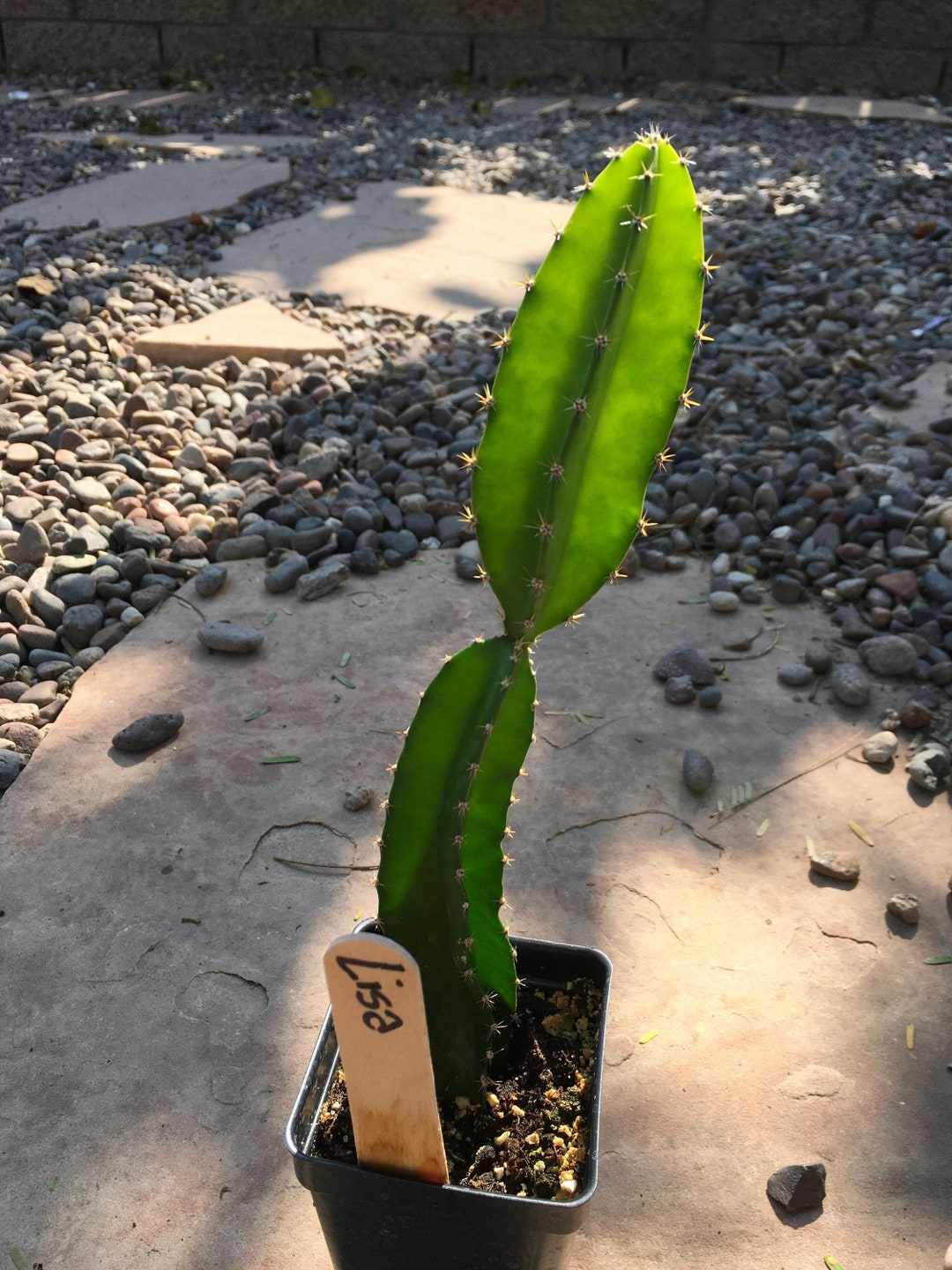 1 Lisa Dragon Fruit Plant One Gallon - Etsy
