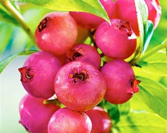 Pink Lemonade Blueberry Starter Plant Rabbiteye Blueberry Bush - Etsy