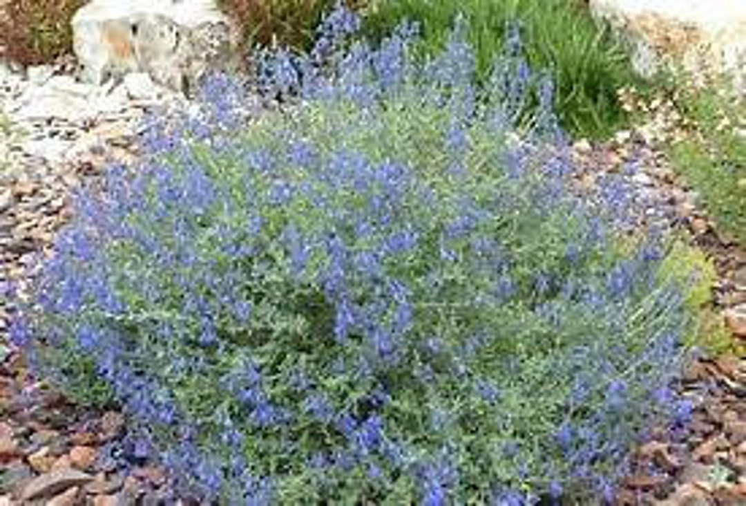 Salvia Chamaedryoides 'marine Blue' Germander Sage - Etsy