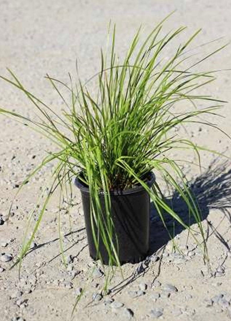 Lomandra Longifolia Breeze Mat Rush Plant 1 Gallon Size - Etsy