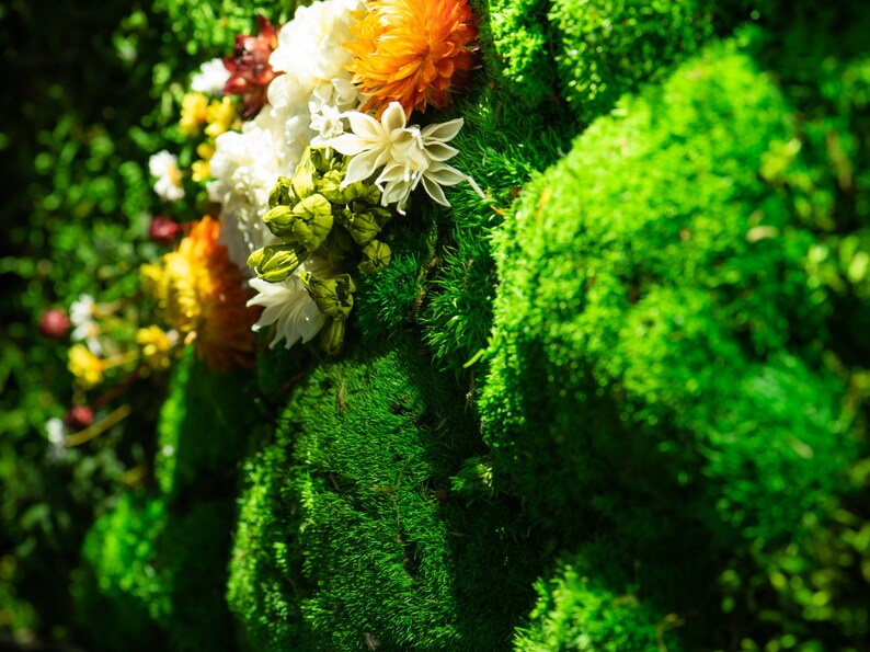Delightful LED Lights Preserved Moss Wall Art Live Moss LED - Etsy