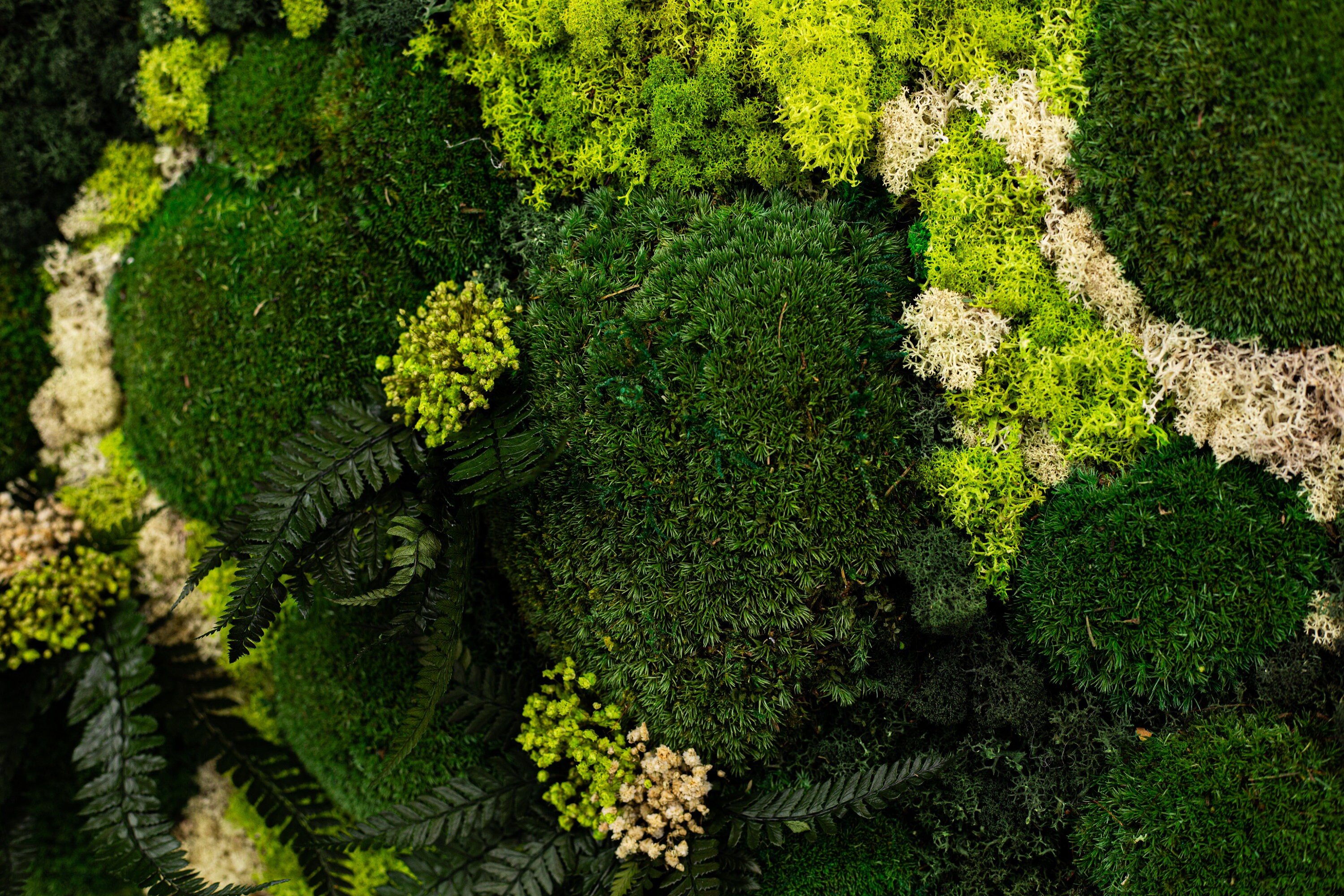 Gorgeous Moss Wall Art Greenery With LED Lights Live Moss LED | Etsy