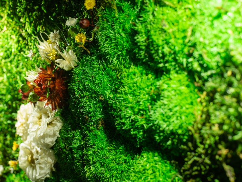 Delightful LED Lights Preserved Moss Wall Art Live Moss LED - Etsy ...