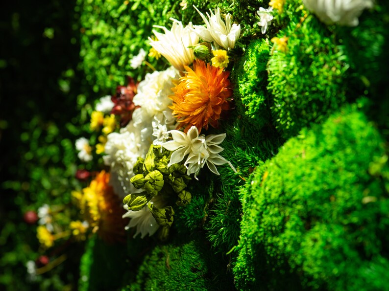 Delightful LED Lights Preserved Moss Wall Art Live Moss LED - Etsy