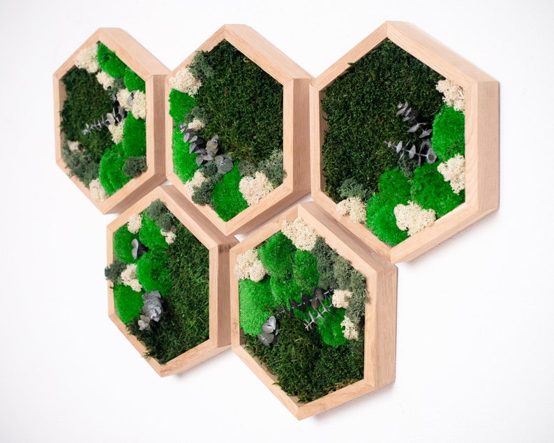 3D Preserved Moss Wall Art, Green Eucalyptus, Honeycomb Set of 5 - Etsy