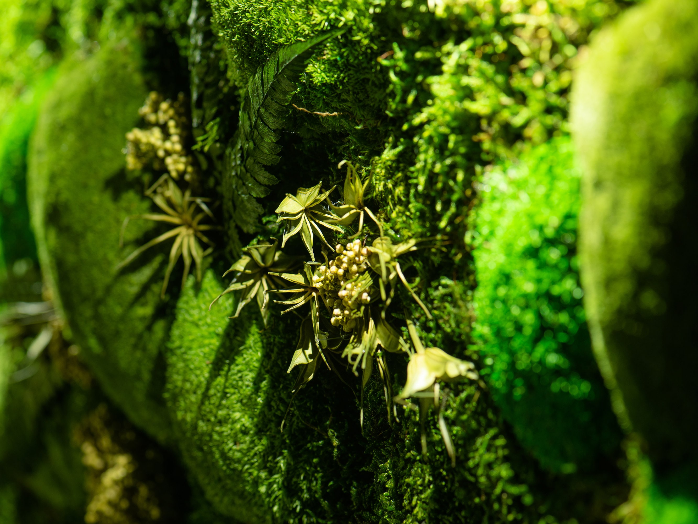 Beautiful Preserved Moss Artwork With LED Lights Live Moss LED - Etsy