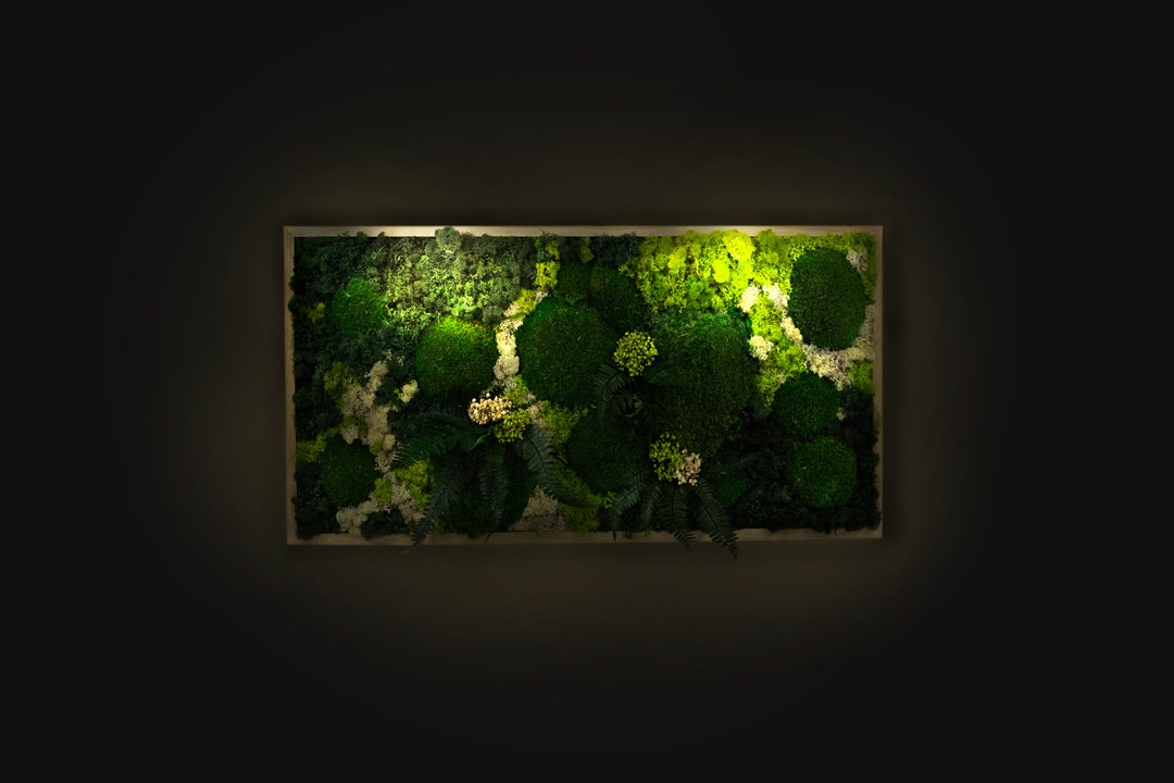 Gorgeous Moss Wall Art Greenery With LED Lights Live Moss LED Artwork ...