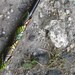 Magic Wand, Wizard Wand, Leaf Wand, Autumn Leaves, Red Wand, Green Wand ...