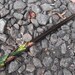 Magic Wand, Wizard Wand, Leaf Wand, Autumn Leaves, Red Wand, Green Wand ...