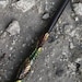 Magic Wand, Wizard Wand, Leaf Wand, Autumn Leaves, Red Wand, Green Wand ...