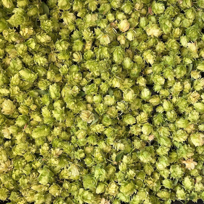 Hop Cone - Etsy