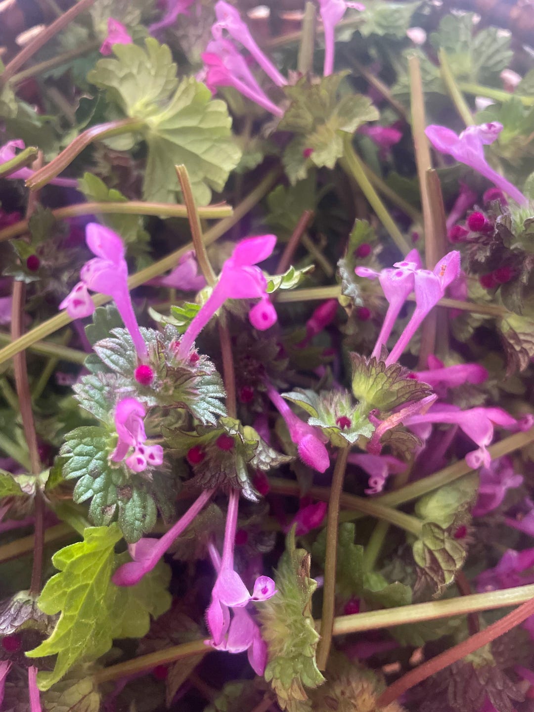 Wild-forged Henbit Herb-culinary/ Medicinal 1oz - Etsy