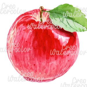 Apple Clipart, Watercolor Apple Illustration, Digital, Png, Commercial ...