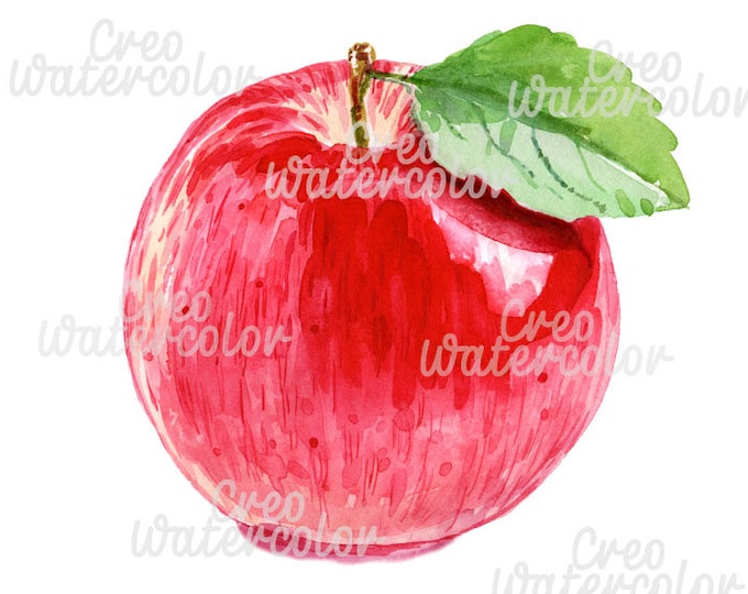 Apple Clipart Watercolor Apple Illustration Digital Png - Etsy