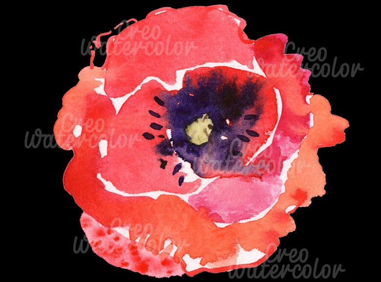 Poppy Clipart Watercolor Poppy Illustration Digital Png - Etsy