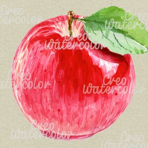 Apple Clipart, Watercolor Apple Illustration, Digital, Png, Commercial ...