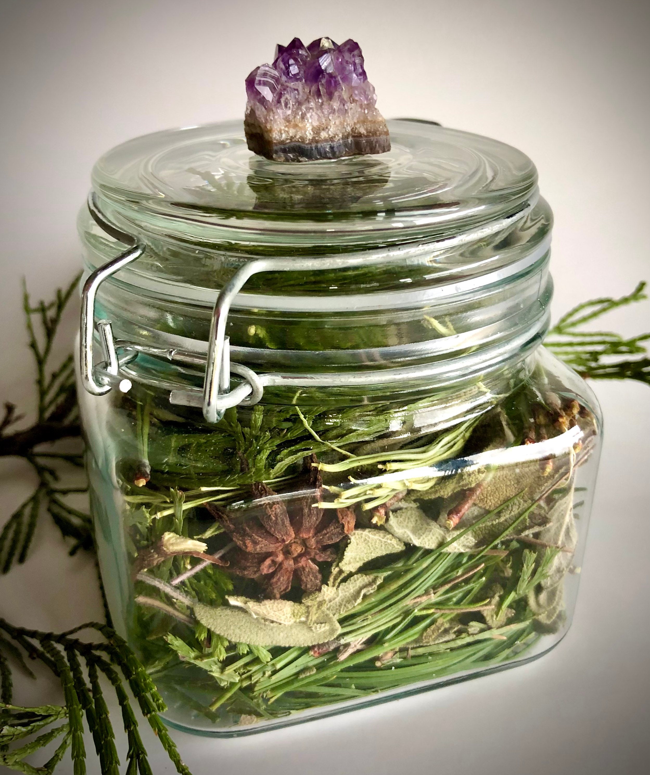 Rose of Jericho Plant — Forest & Folklore