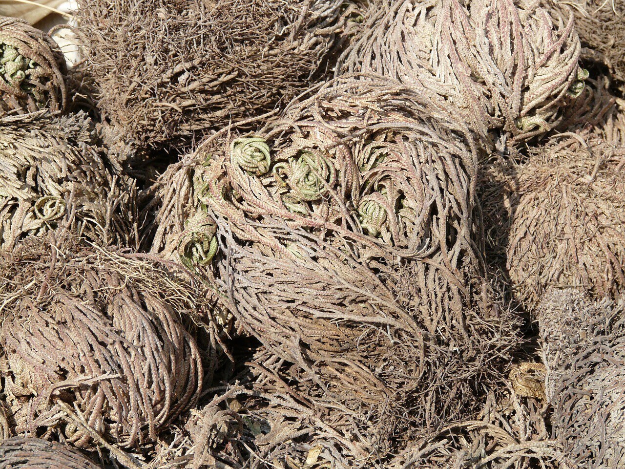 Rose of Jericho Plant — Forest & Folklore
