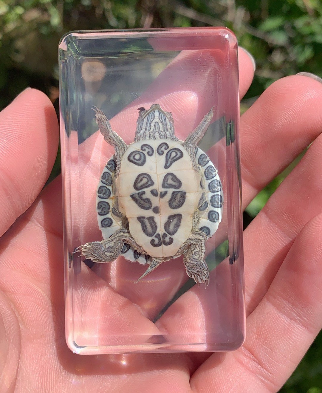 Taxidermy Turtle in Resin - Etsy